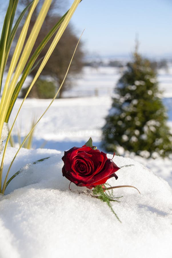 Red rose on the snow stock image. Image of drop, white - 11903921