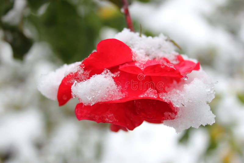 Red Rose on Snow stock photo. Image of group, frost, bouquet - 36063348