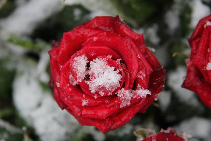 Red rose in the snow stock image. Image of snowflakes - 83402289