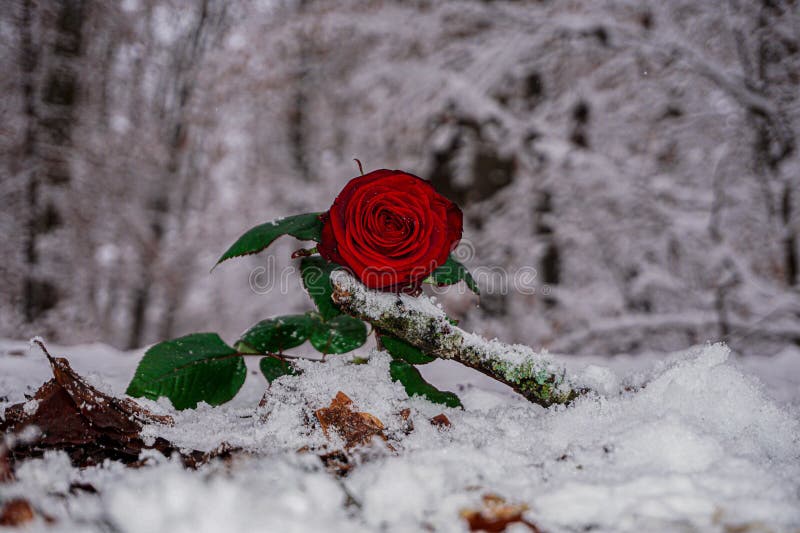 Red Rose in the Snow, in Germany Stock Image - Image of snow, landscape ...