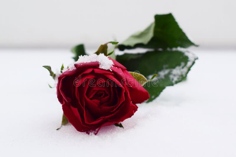 Red rose in snow stock photo. Image of nature, january - 83767902
