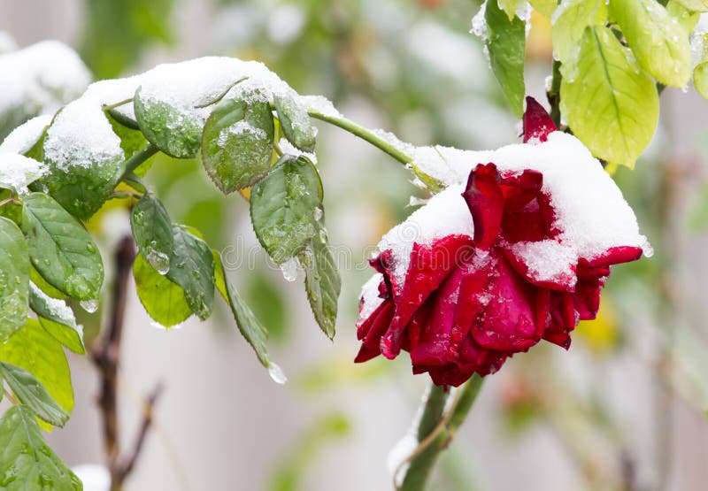 Red Rose in the snow stock image. Image of landscape - 89670463