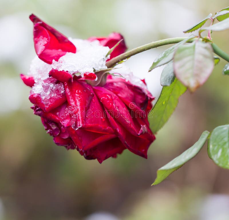 Red Rose in the snow stock image. Image of single, lonely - 103853833