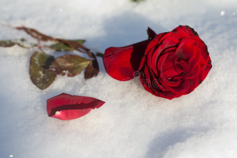 Red Rose in the snow stock image. Image of single, lonely - 103853833