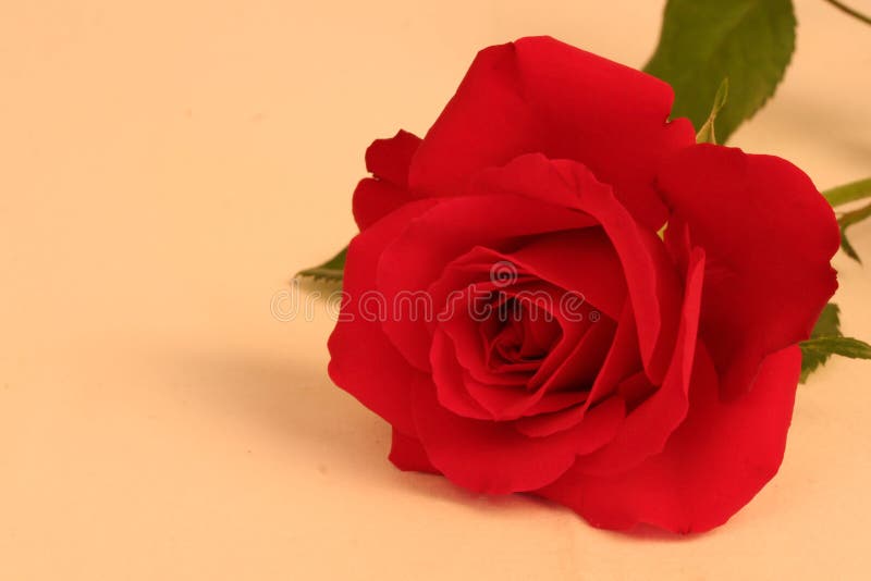 113 Buff Rose Stock Photos - Free & Royalty-Free Stock Photos from ...