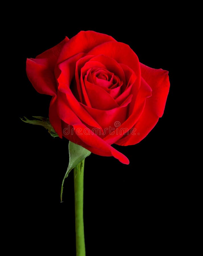 266 One Long Stem Red Rose Stock Photos - Free & Royalty-Free Stock ...