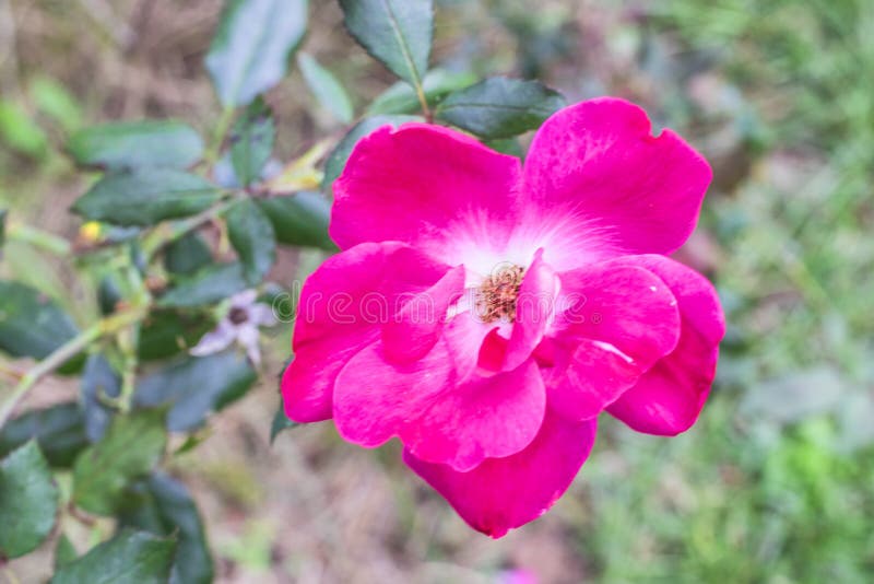 A Red Rose in the Southern Fall Stock Image - Image of blur, bokeh ...