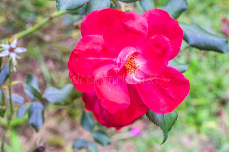 A Red Rose in the Southern Fall Stock Photo - Image of greenery, petal ...