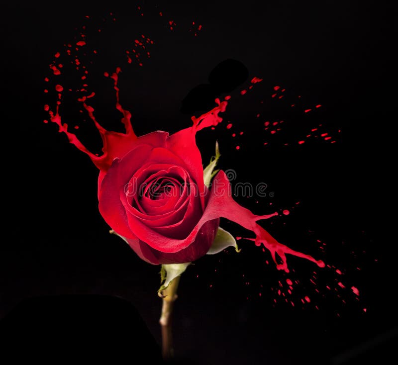 Yellow rose splash stock image. Image of closeup, gift - 5191205