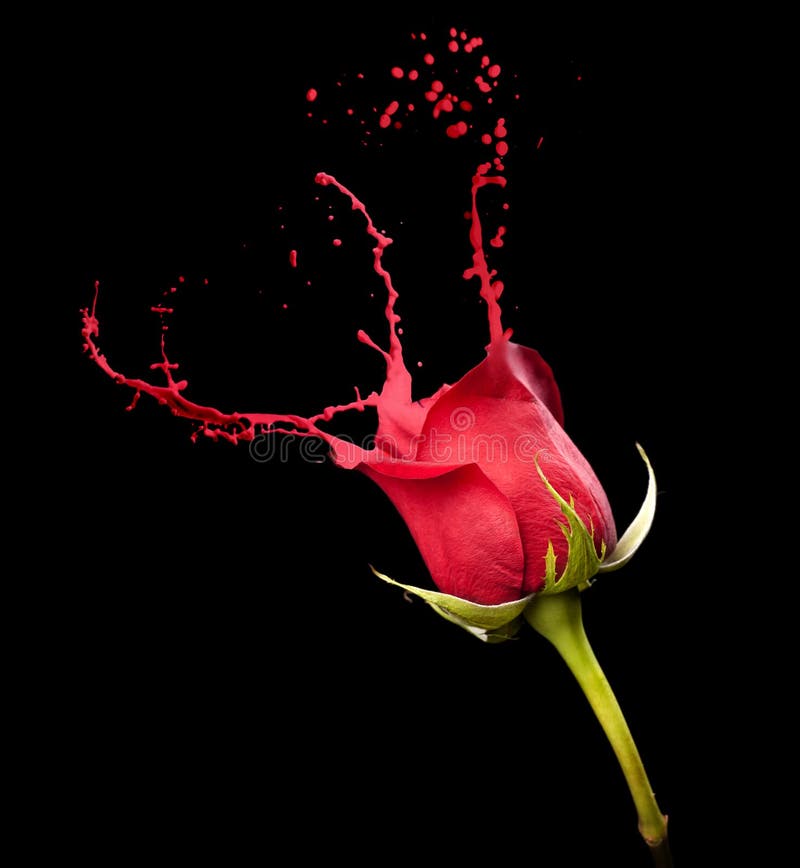 Yellow rose splash stock image. Image of closeup, gift - 5191205