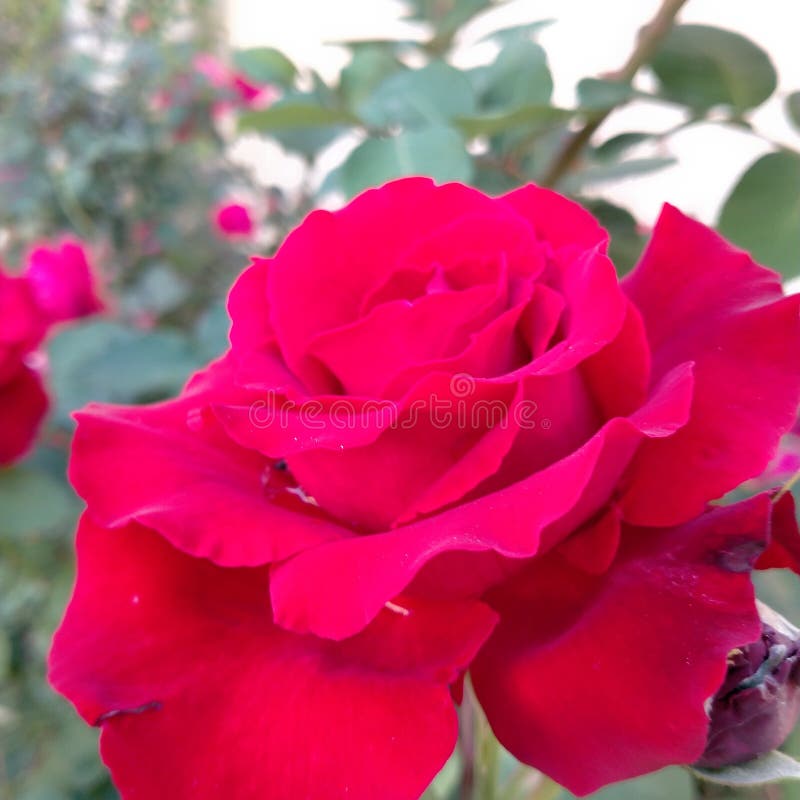 Rose in spring in a park. stock photo. Image of flower - 111712716