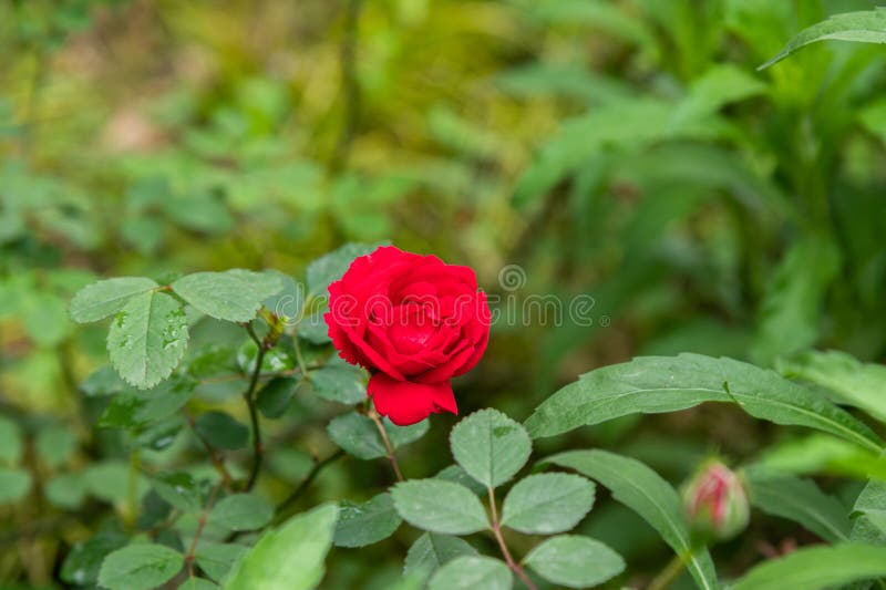 Red Rose in spring stock photo. Image of stem, flower - 314294600