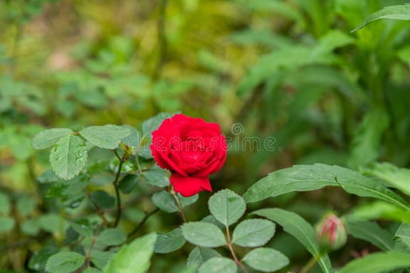 Red Rose in spring stock photo. Image of stem, flower - 314294600
