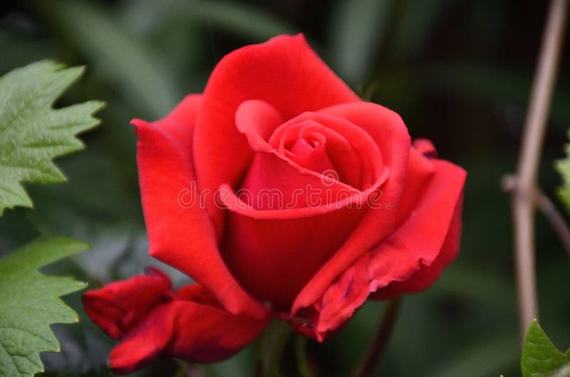 Red rose in spring stock photo. Image of love, gift, natural - 92165760
