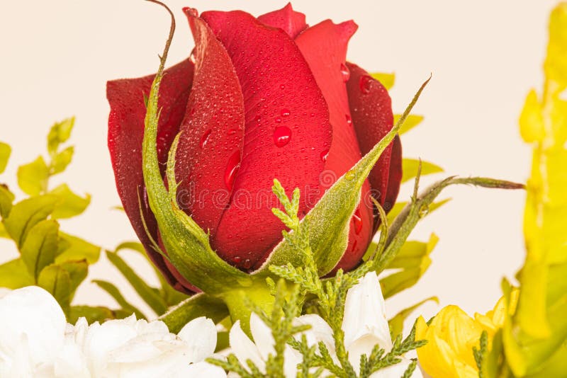 Red Rose. Spring symbol stock image. Image of flower - 160417841
