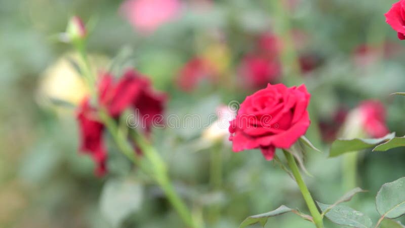 Red Rose in Spring Time at Flower Field. Stock Footage - Video of leaf ...