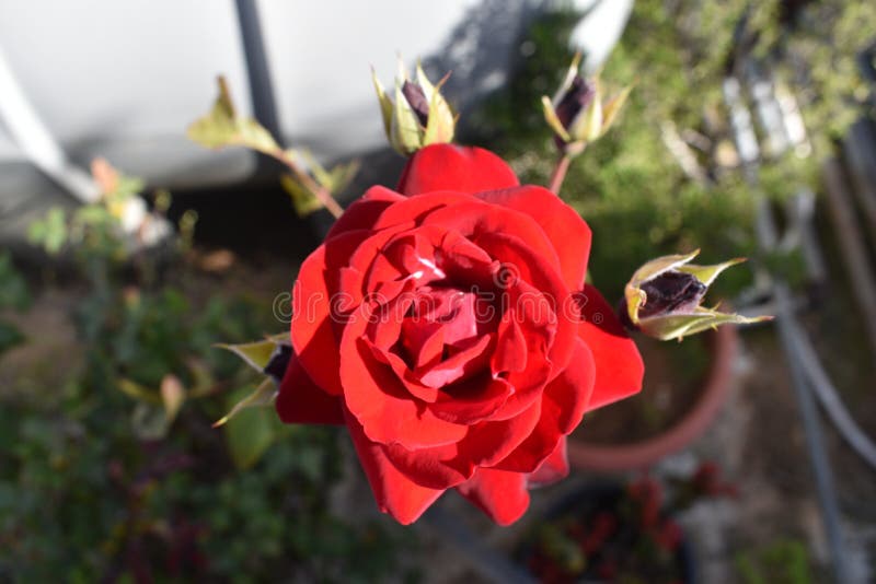 Red rose spring wallpaper stock photo. Image of yellow - 231539978