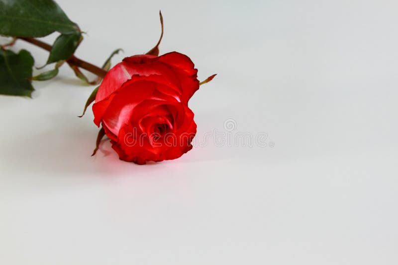 Red Rose with Stalk and Leaves on White Background Stock Photo - Image ...