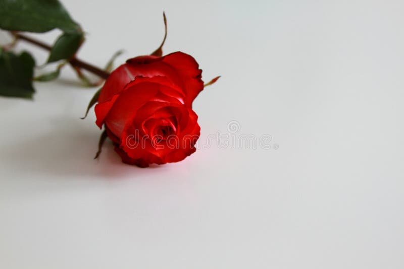 Red Rose with Stalk and Leaves on White Background Stock Image - Image ...