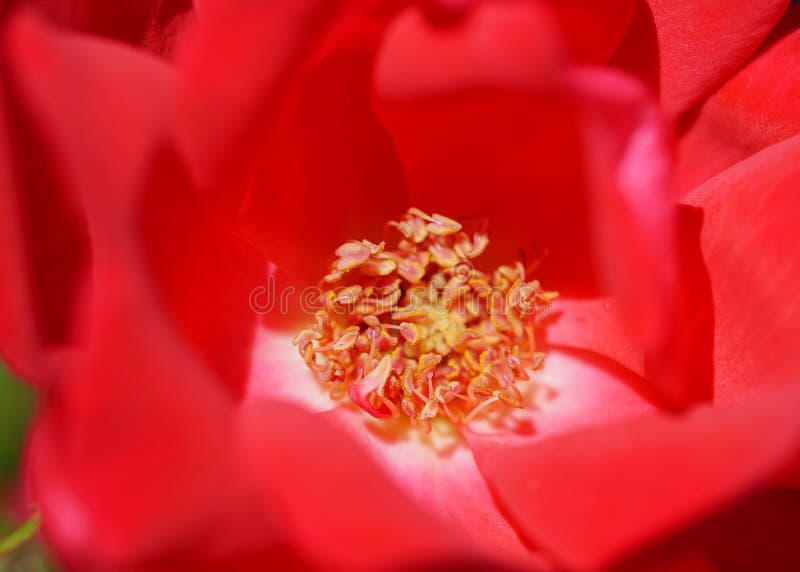 Pollen Grains Of A Rose