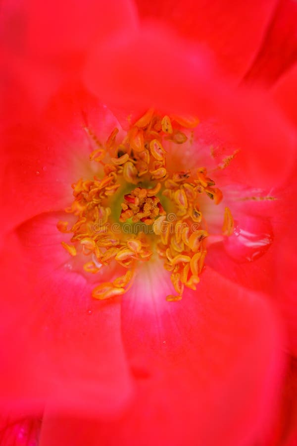 Pollen Grains Of A Rose