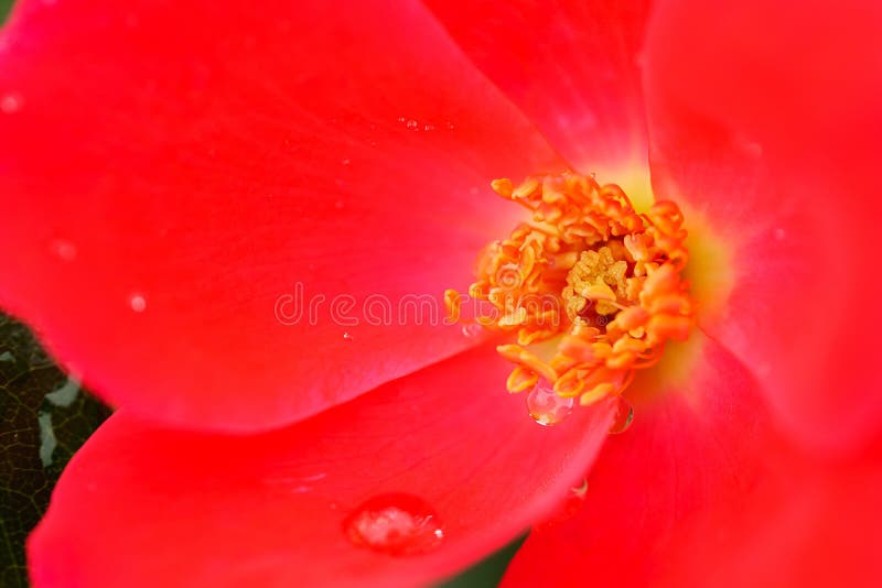 4,222 Rose Stamens Stock Photos - Free & Royalty-Free Stock Photos from ...