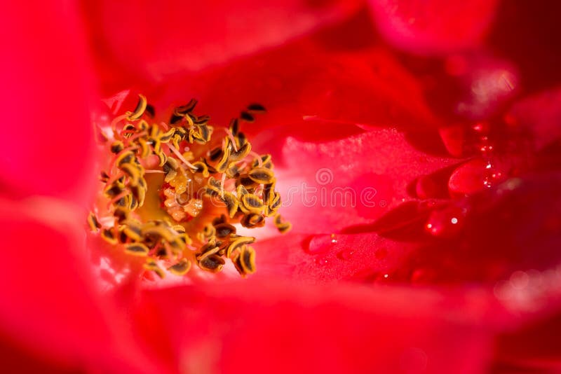 Red Rose Stamens and Dew Drops Stock Photo - Image of details ...