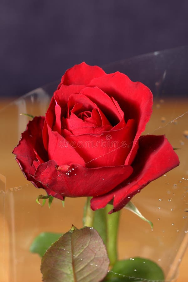 Red Rose Standing on Dark Texture Background Stock Photo - Image of ...