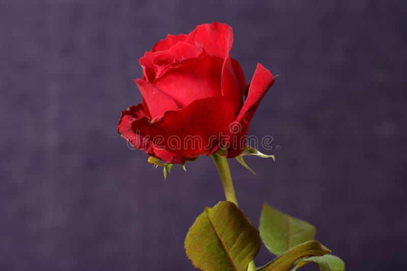 Red Rose Standing on Dark Texture Background Stock Photo - Image of ...