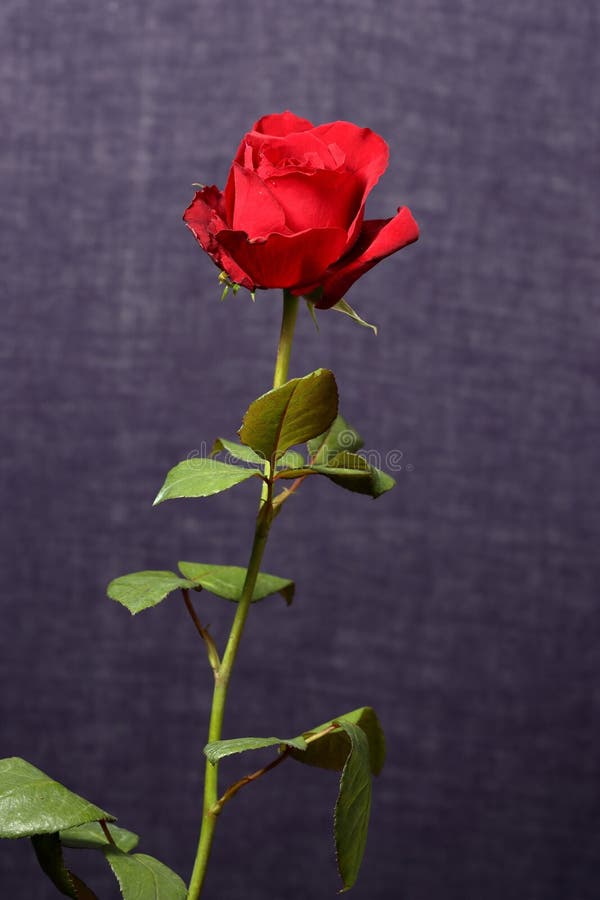 Red Rose Standing on Dark Texture Background Stock Image - Image of ...