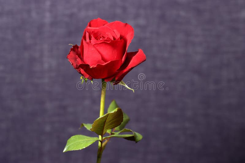 Red Rose Standing on Dark Texture Background Stock Image - Image of ...