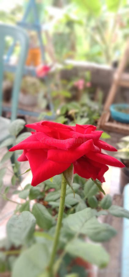 A red rose stands alone stock image. Image of petal - 262330017