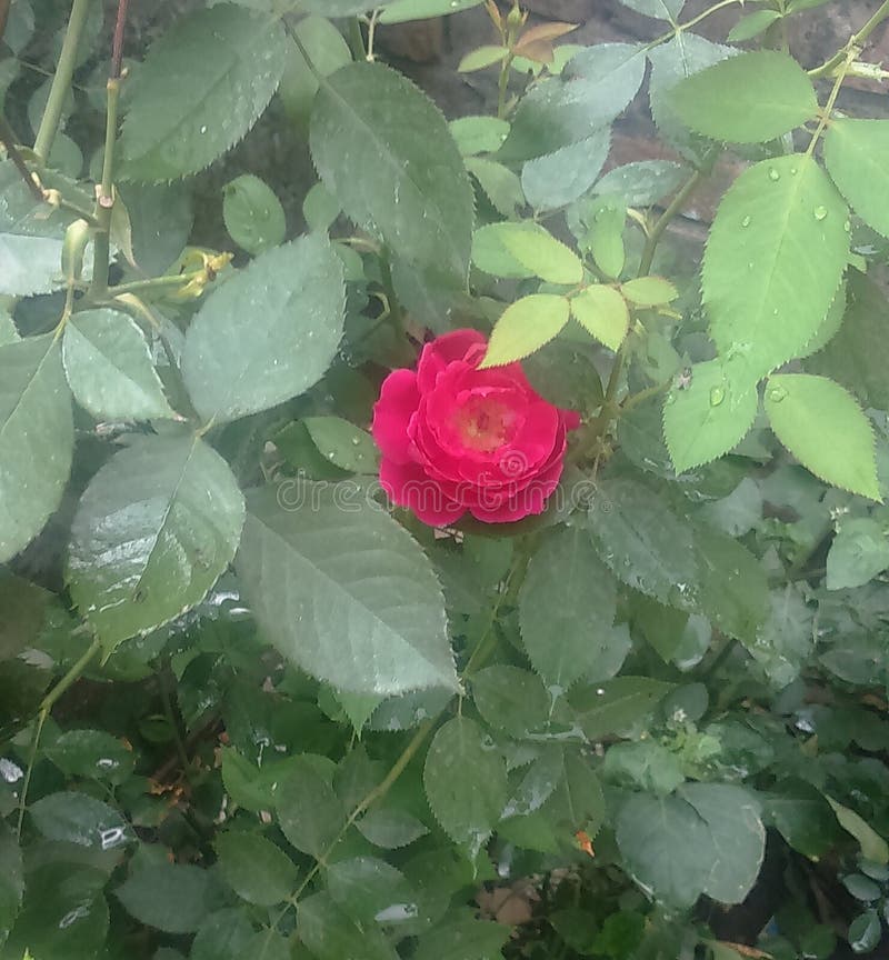 Red Rose with stem. stock photo. Image of stem, tree - 218618890