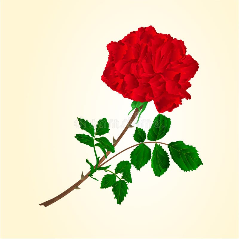 Red rose stem vector stock vector. Illustration of beauty - 69473475
