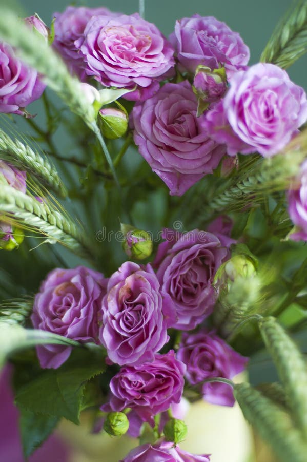 Red Rose stock image. Image of still, leaves, reading - 83524271