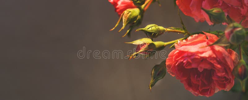 Red Rose with Strong Contrast and Water Drops on a Black Background ...