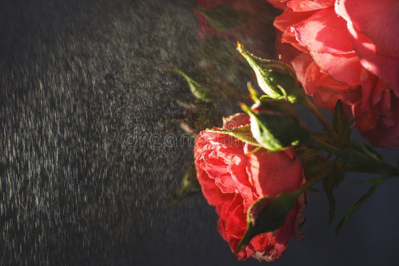 Red Rose with Strong Contrast and Water Drops on a Black Background ...