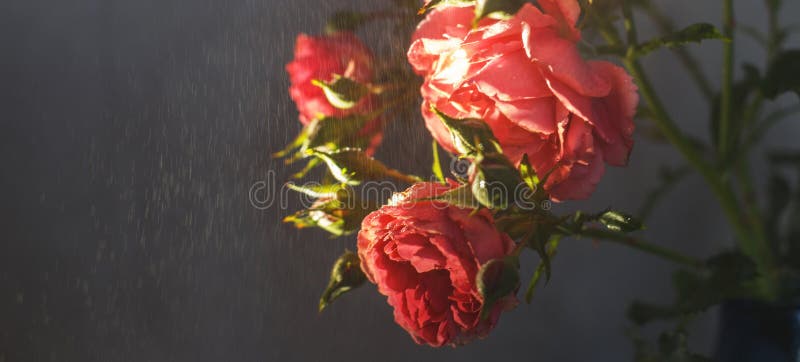 Red Rose with Strong Contrast and Water Drops on a Black Background ...