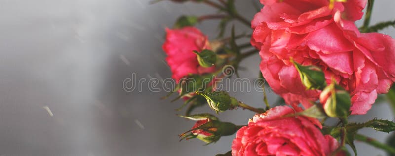 Red Rose with Strong Contrast and Water Drops on a Gray Background ...