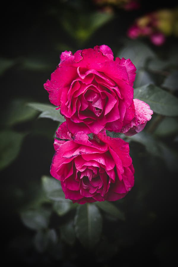 Red Rose in the Summer Garden on a Dark Background Stock Photo - Image ...