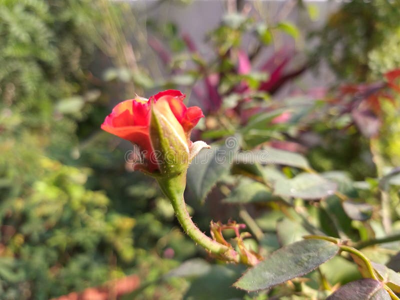 Red Rose with Sun stock image. Image of rose, beauty - 174187369