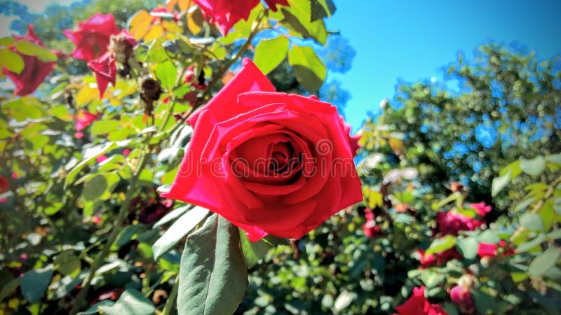 Red rose in the sun stock image. Image of green, sunny - 158985125