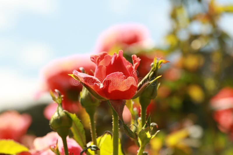 Red rose in the sun stock image. Image of close, isolated - 182778747