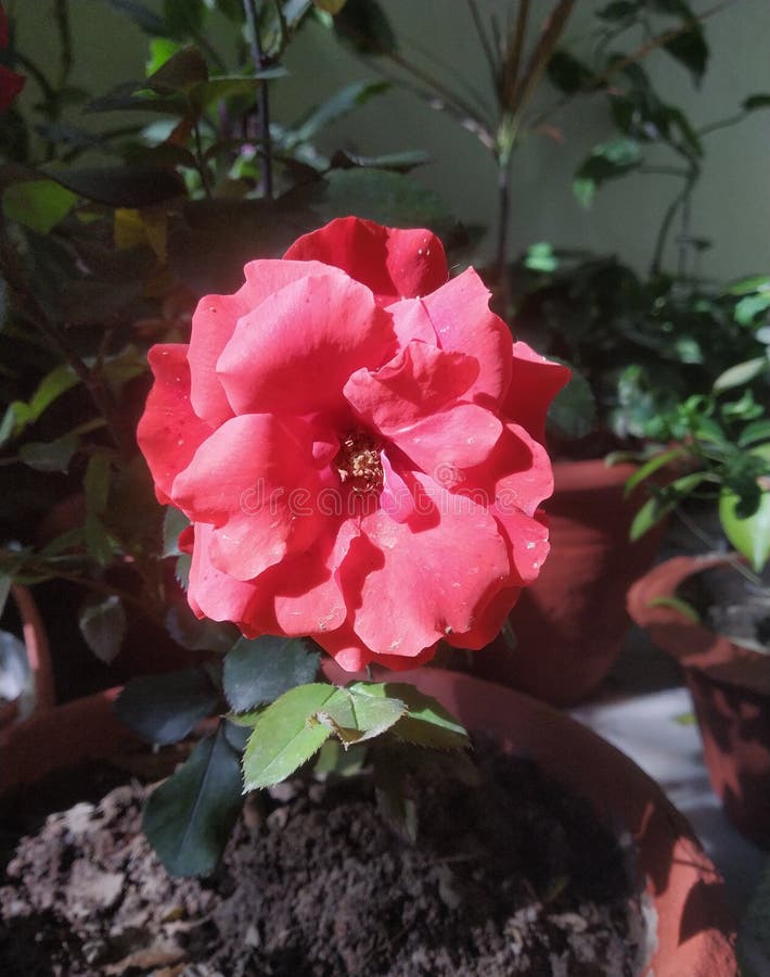 Red Rose in the sunlight stock photo. Image of sunlight - 189002376