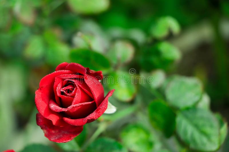 Red Rose in Sunlight Morning Stock Photo - Image of copy, color: 329705640