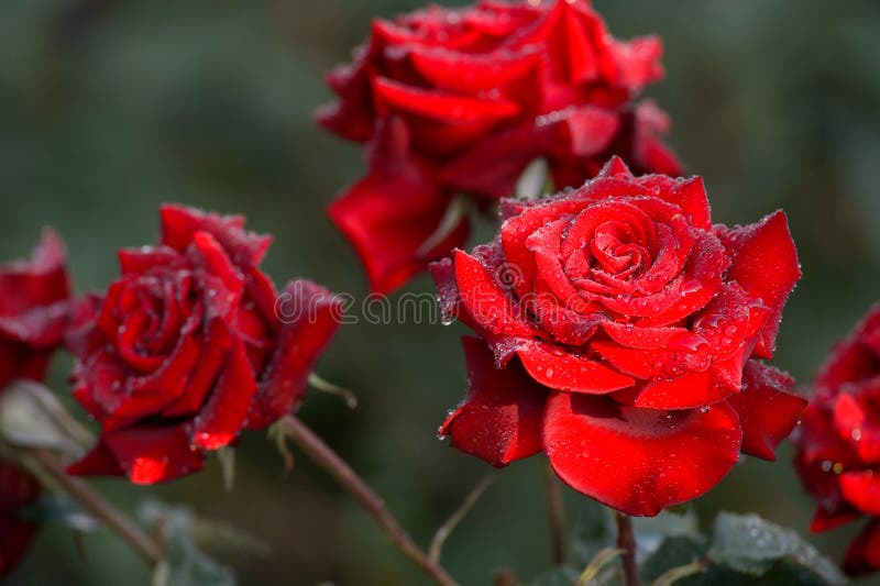 Red Rose in Sunny Day in a Park Stock Photo - Image of garden, green ...