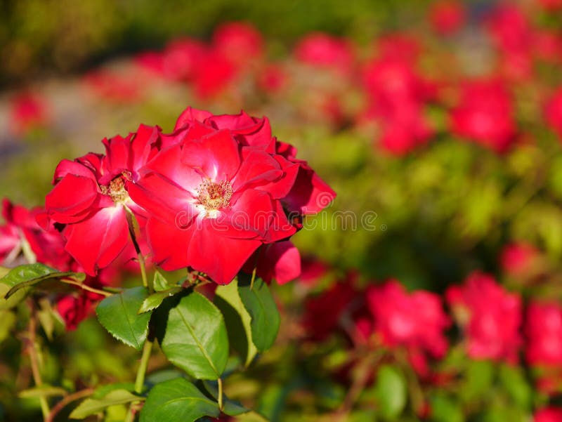 Red Rose stock photo. Image of sunny, rose, isolated - 46409460