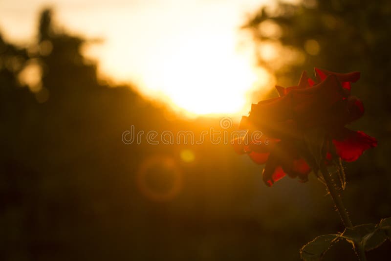 Red rose at sunset stock image. Image of sunset, flower - 98636485