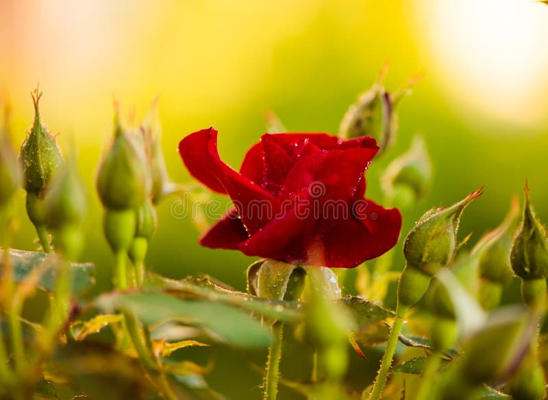 Red rose at sunset stock photo. Image of season, natural - 55179020