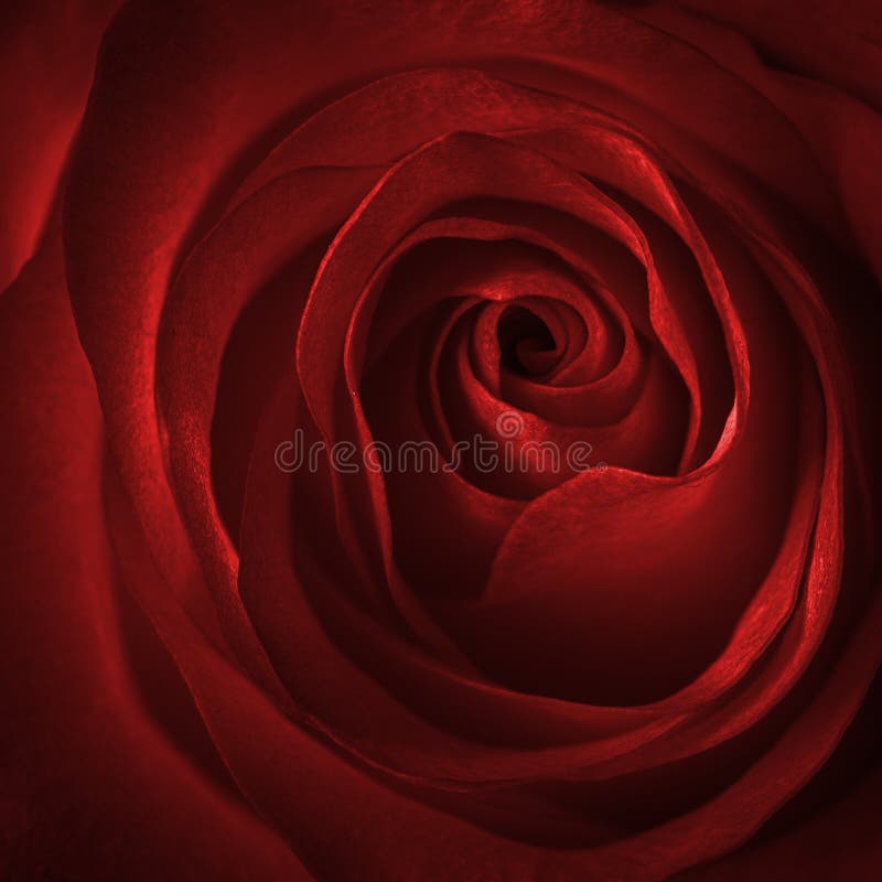 Red Rose Swirl Square Background, Studio Shot Stock Photo - Image of ...